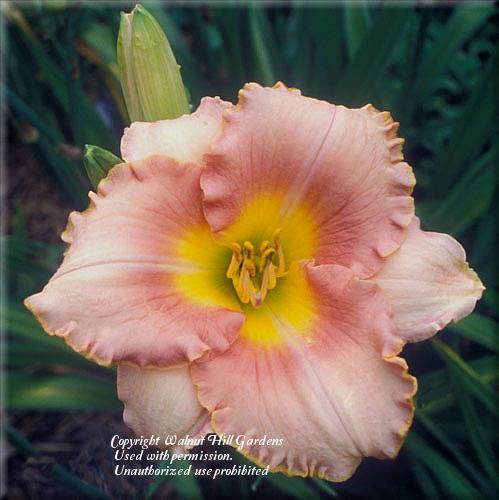 Daylily (Hemerocallis 'Subtle Message') in the Daylilies Database ...