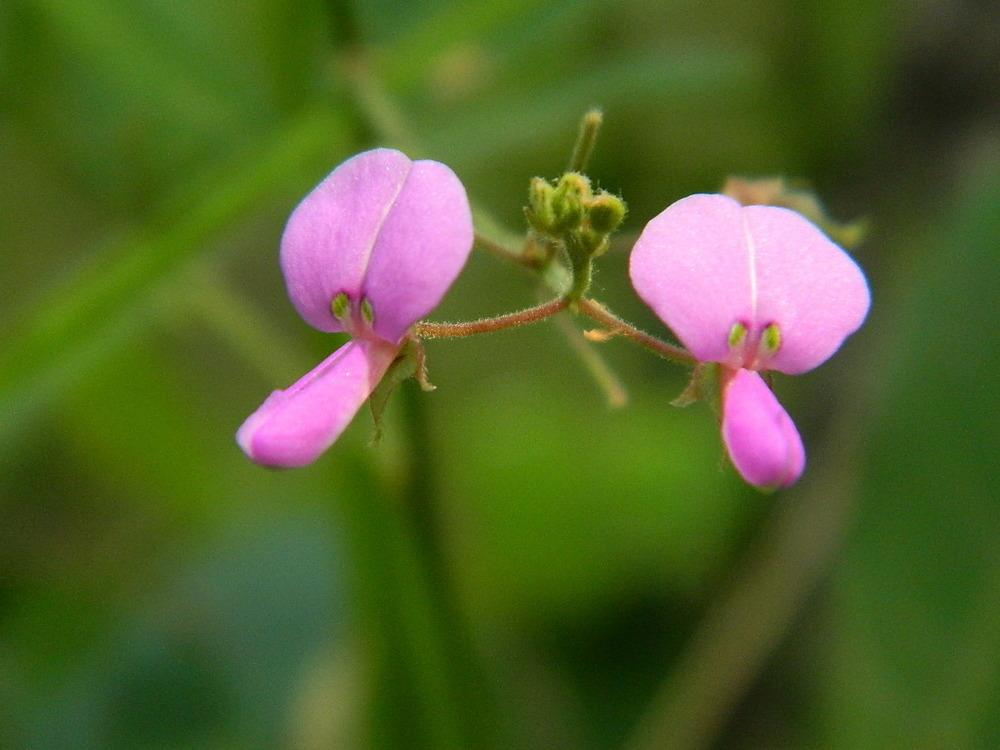 Photo of the bloom of Panicled Tick Trefoil (Desmodium paniculatum ...