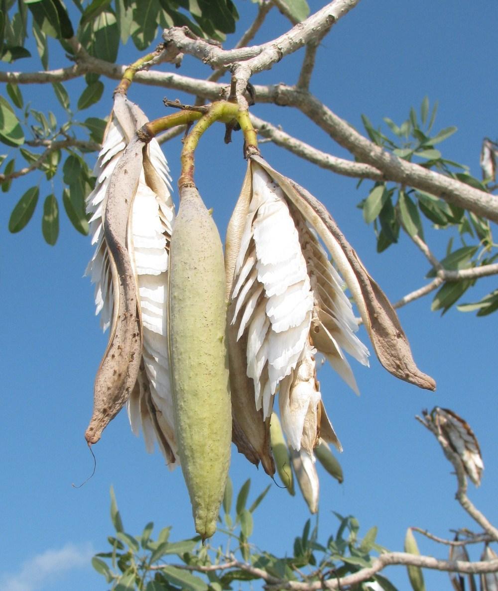 Photo of the seed pods or heads of Silver Trumpet Tree (Tabebuia aurea ...