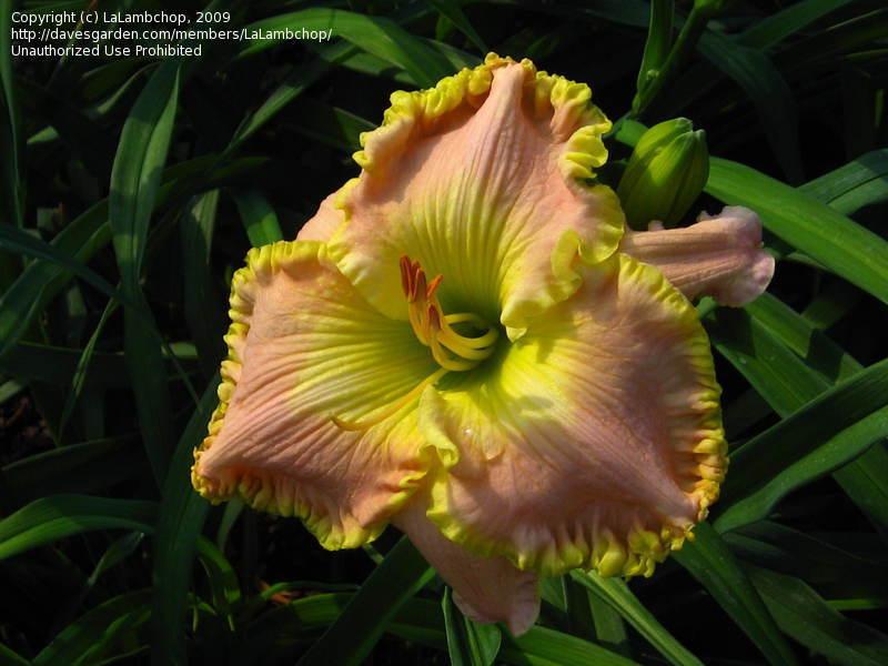 Photo of the bloom of Daylily (Hemerocallis 'Aunt Ethel') posted by LALAMBCHOP - Garden.org