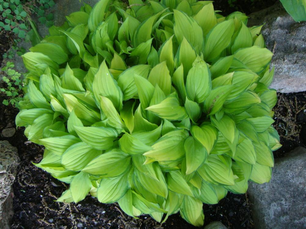 Photo of the entire plant of Hosta 'Twist of Lime' posted by Paul2032 ...