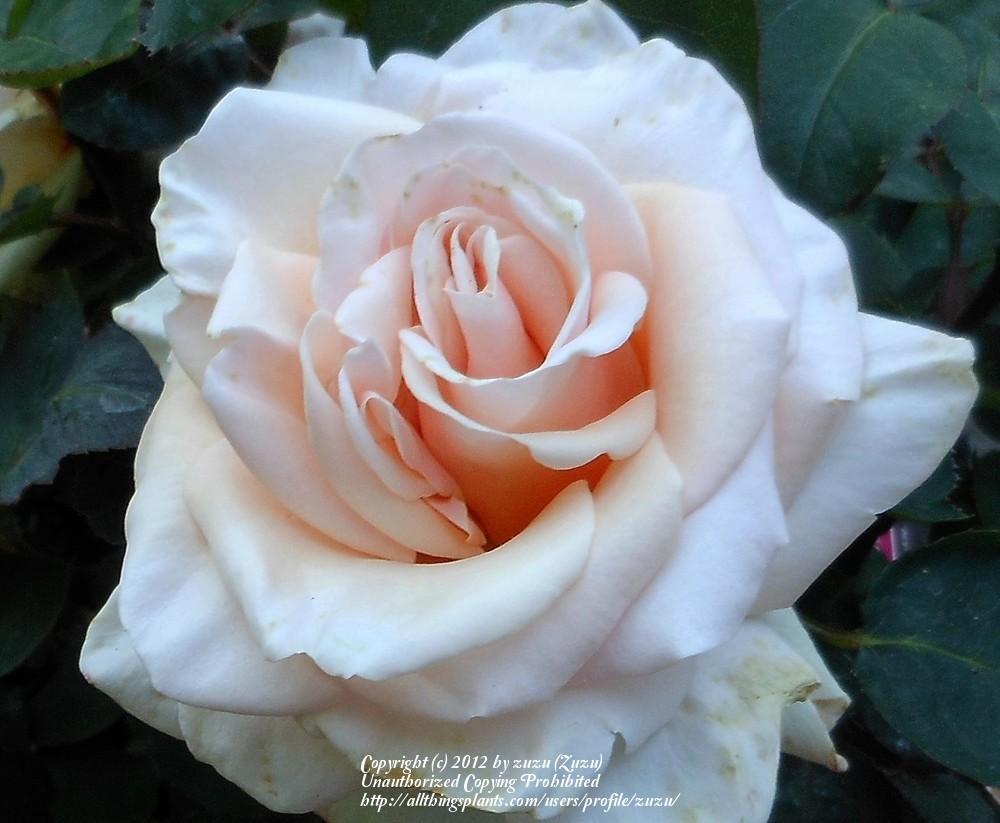 Photo of the bloom of Rose (Rosa 'Ambiance') posted by zuzu - Garden.org