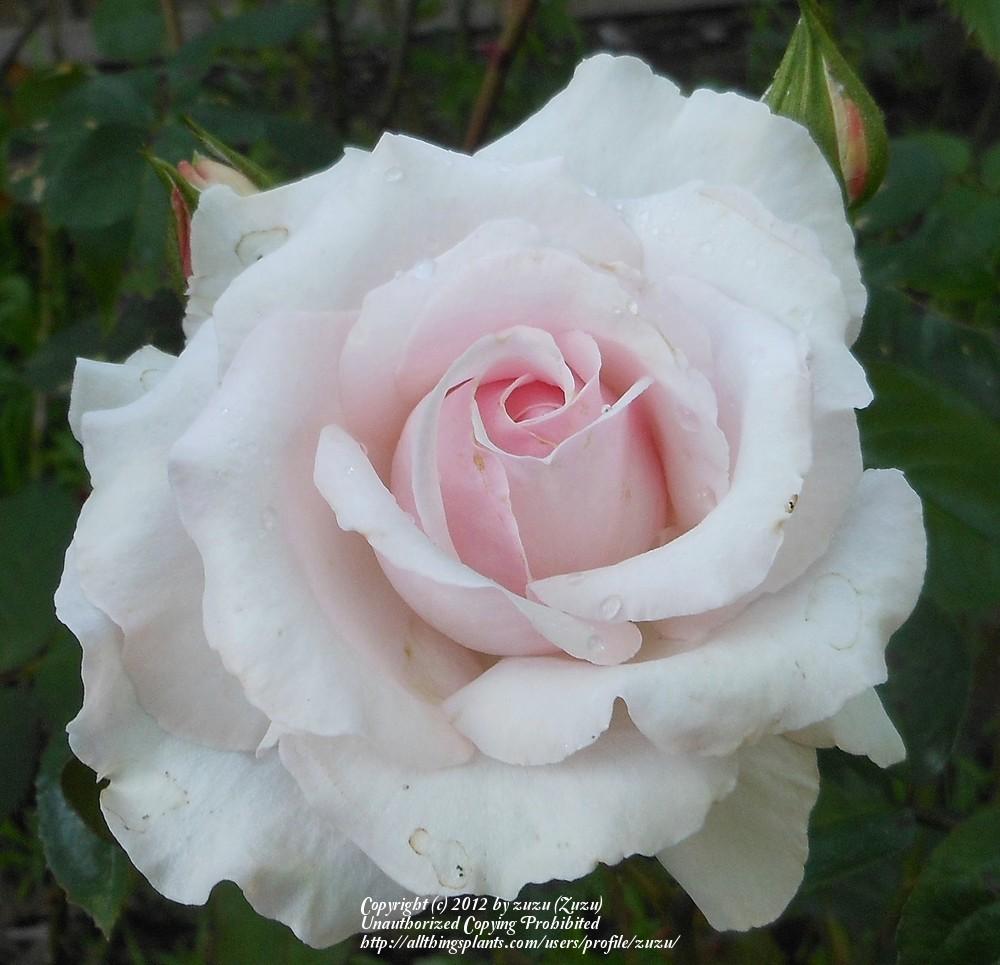 Rose (Rosa 'Constance Finn') in the Roses Database - Garden.org