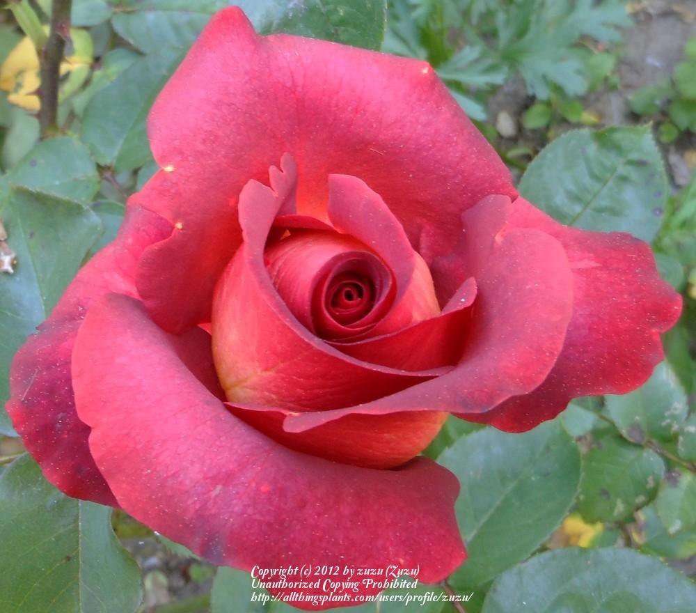 Photo of the bloom of Rose (Rosa 'Estelle') posted by zuzu - Garden.org