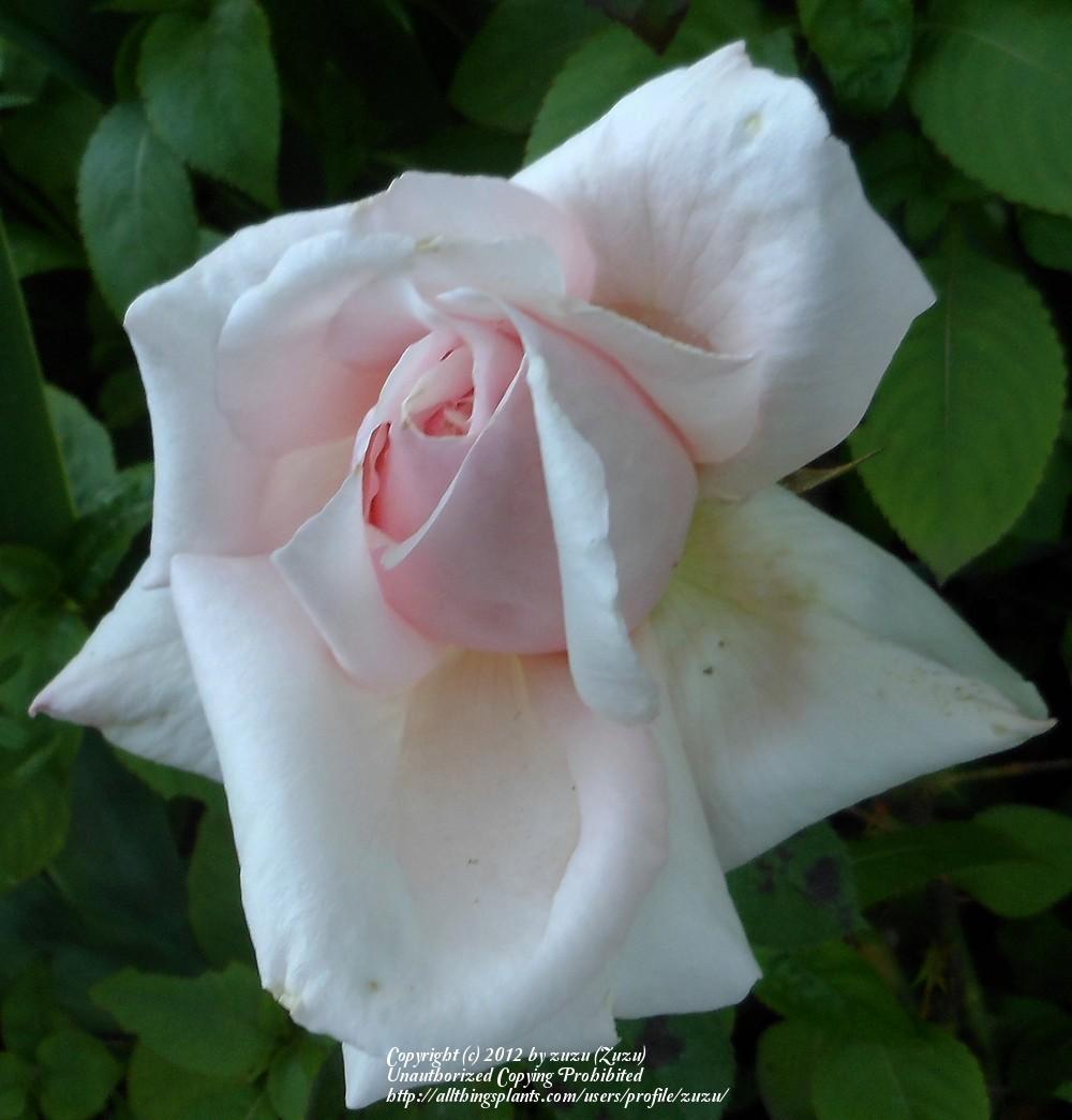 Rose (Rosa 'Darling Annabelle') in the Roses Database - Garden.org