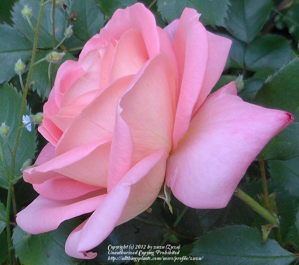 Photo of the bloom of Rose (Rosa 'Deb's Delight') posted by zuzu ...
