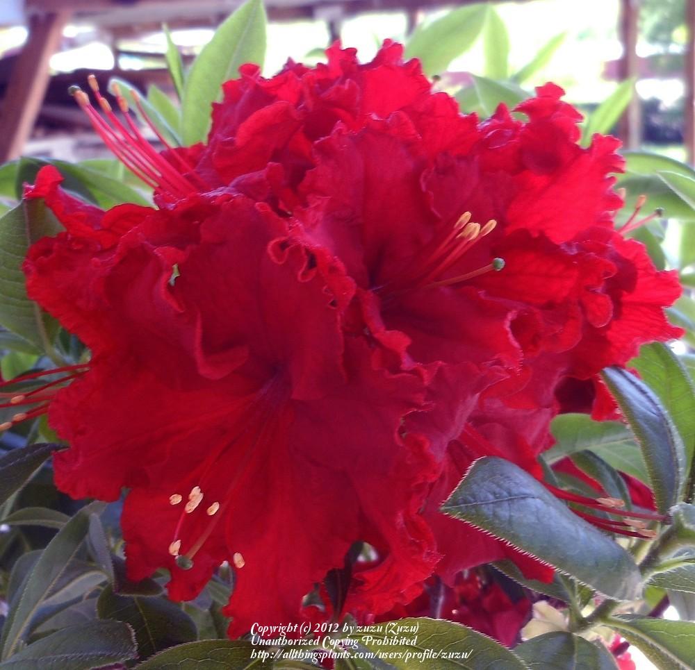 Deciduous Azalea (Rhododendron 'Arneson Ruby') in the Rhododendrons ...
