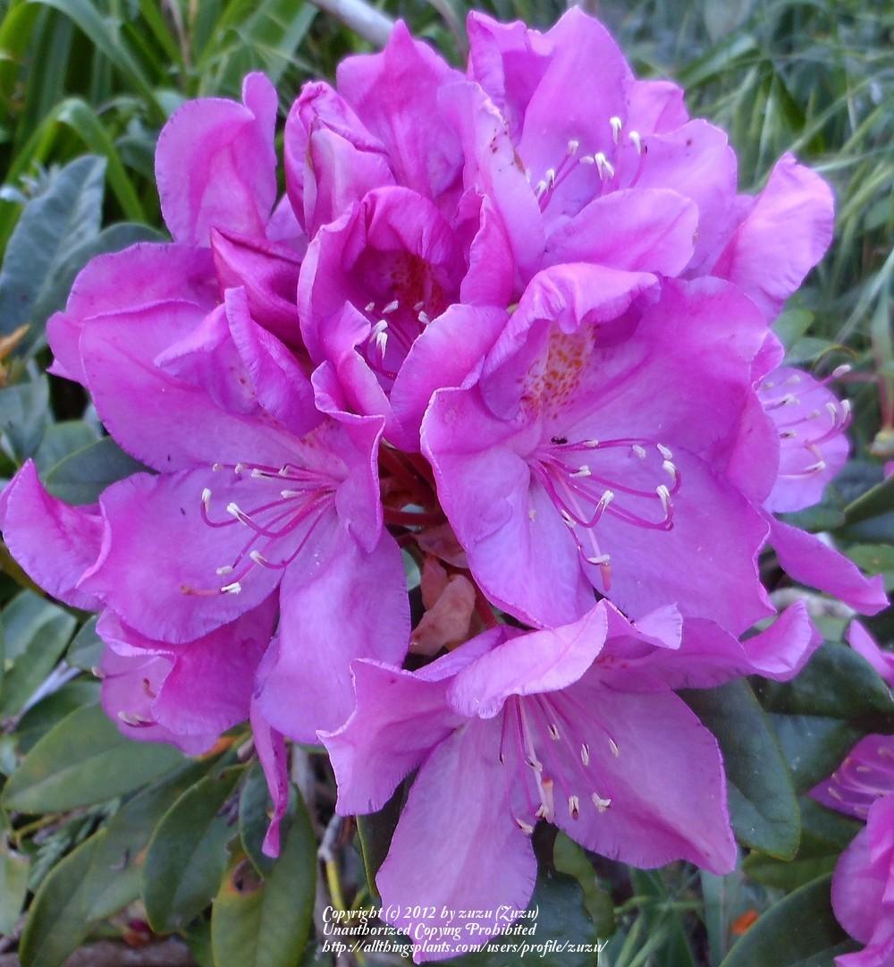 Photo of the bloom of Catawba Rhododendron (Rhododendron 'Catawbiense ...
