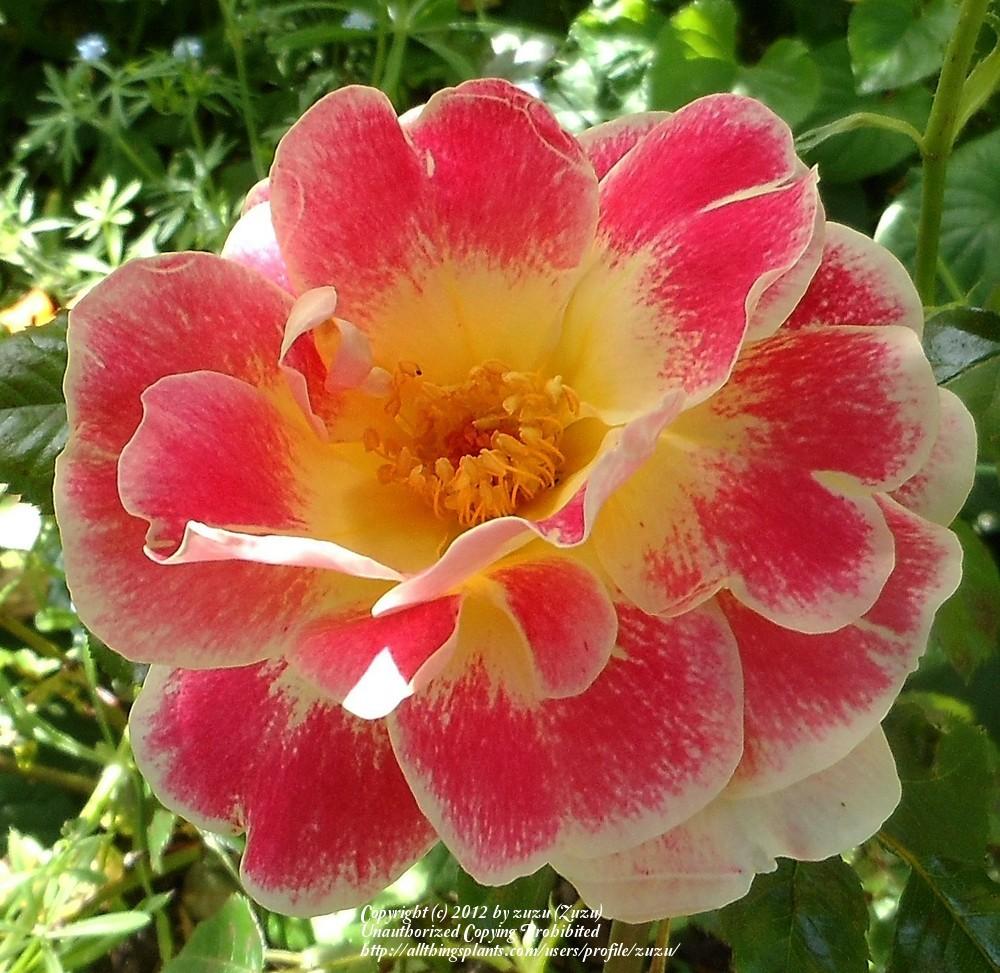 Photo of the bloom of Rose (Rosa 'Champagne Cocktail') posted by zuzu ...