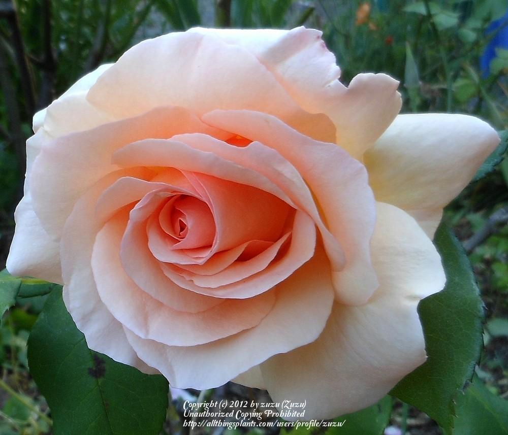 Roses Pink Amp Amp Apricot