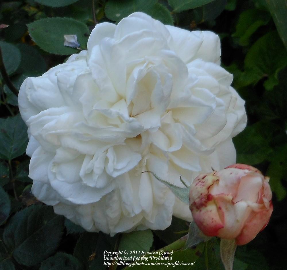 Photo of the bloom of Rose (Rosa 'Fair Bianca') posted by zuzu - Garden.org