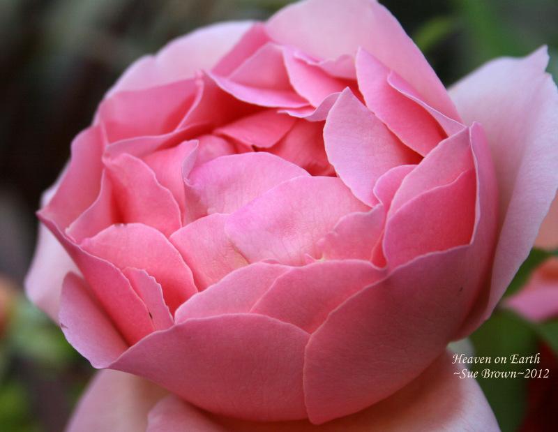 Photo of the bloom of Rose (Rosa 'Heaven on Earth') posted by Calif_Sue ...