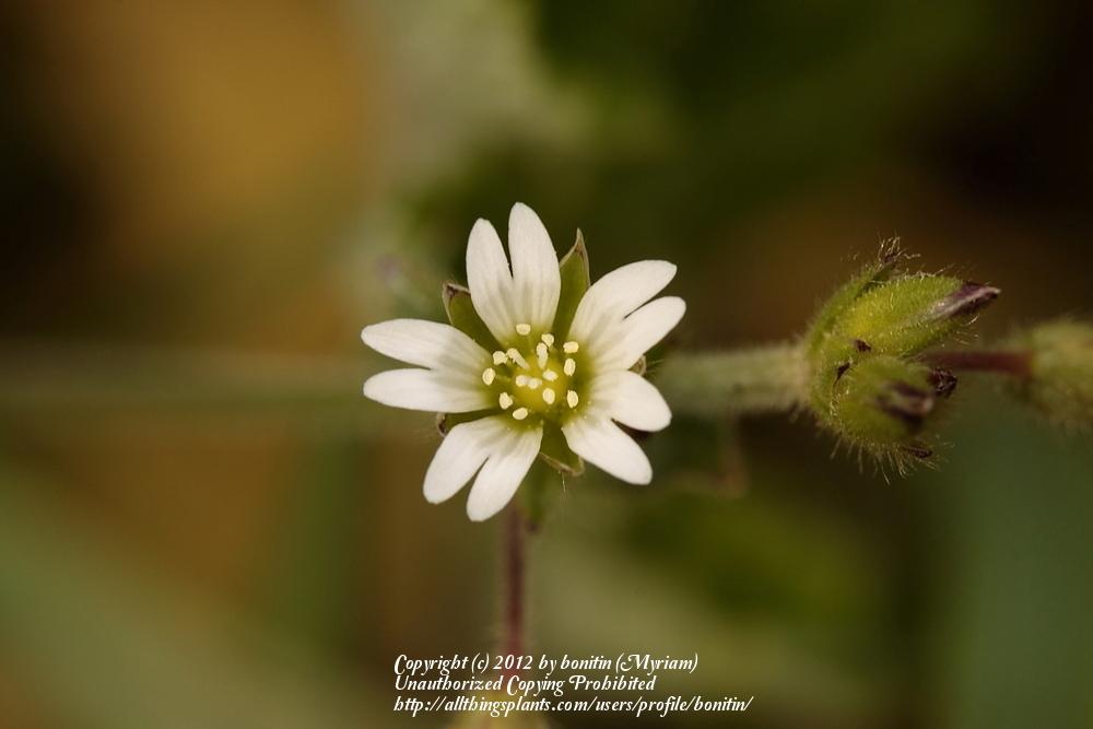 Big Chickweed (Cerastium holosteoides) in the Chickweed Database ...