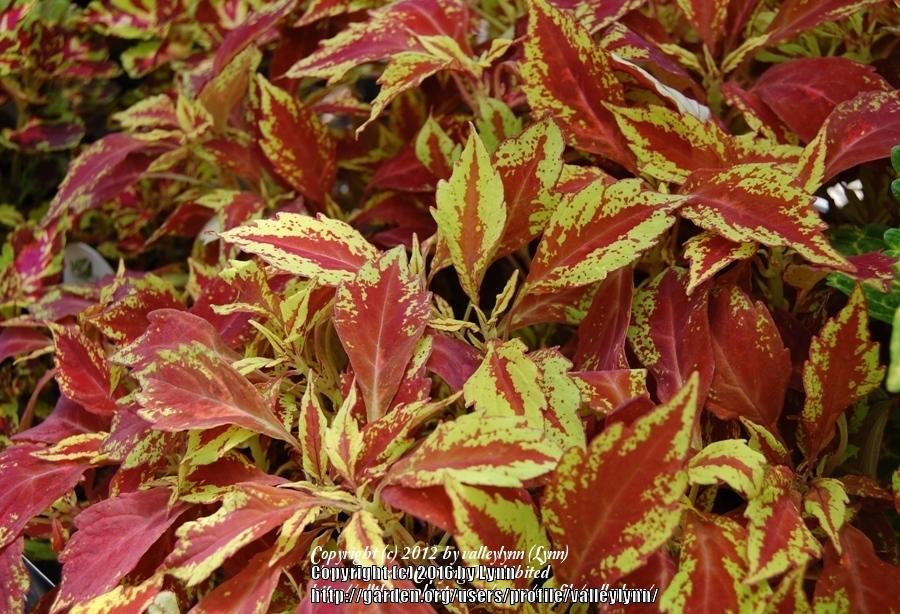 Photo of the leaves of Coleus (Coleus scutellarioides 'Pineapple Splash ...