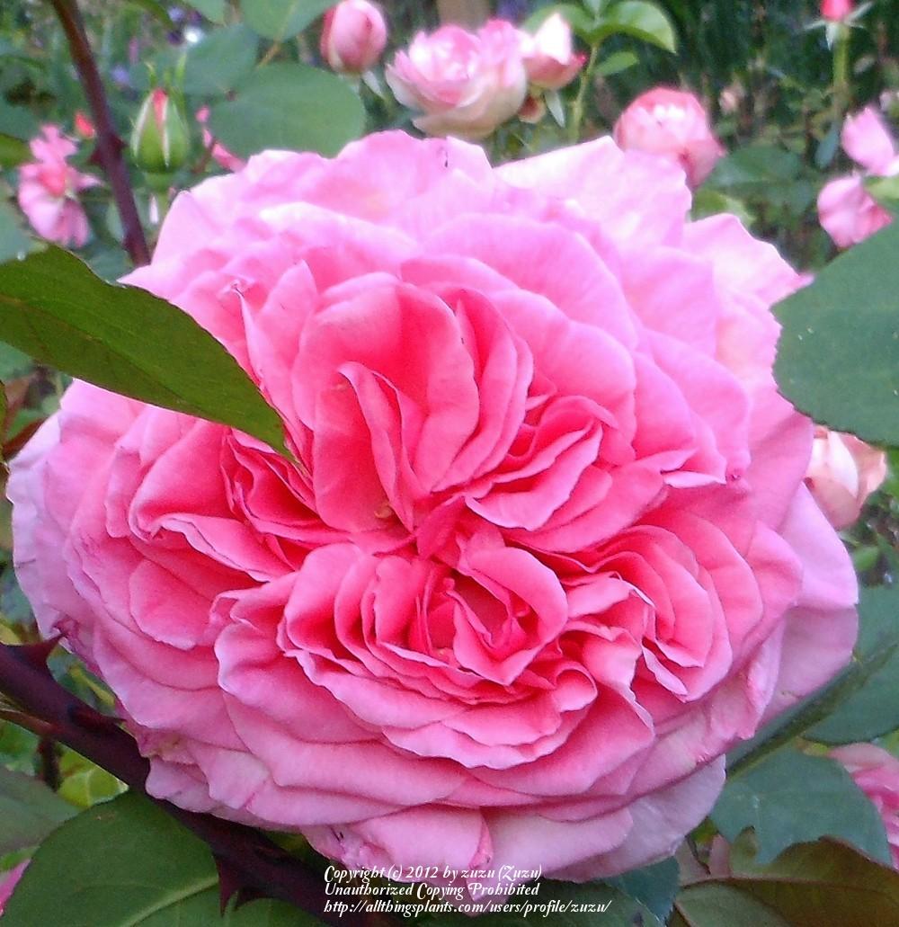 Photo of the bloom of Rose (Rosa 'Comtesse de Provence') posted by zuzu ...