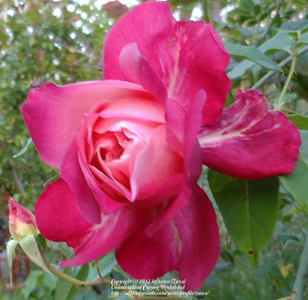 Photo of the bloom of Rose (Rosa 'General Gallieni') posted by zuzu ...