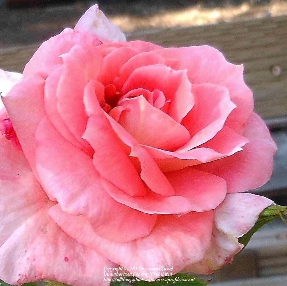 Rose (Rosa 'Julie Andrews') in the Roses Database - Garden.org