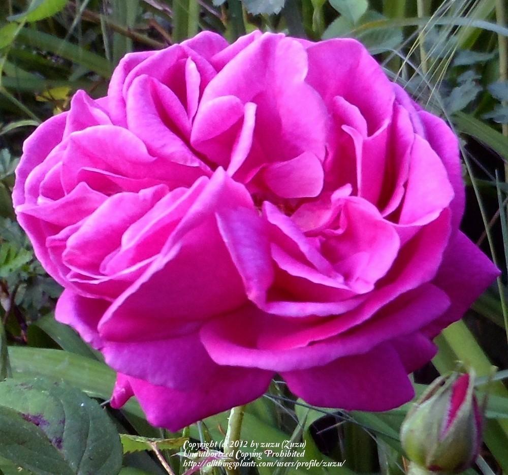 Rose (Rosa 'Ohl') in the Roses Database - Garden.org