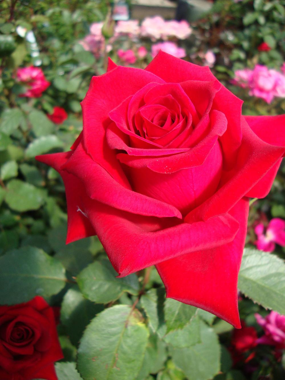 Photo of the bloom of Rose (Rosa 'Olympiad') posted by Paul2032 ...