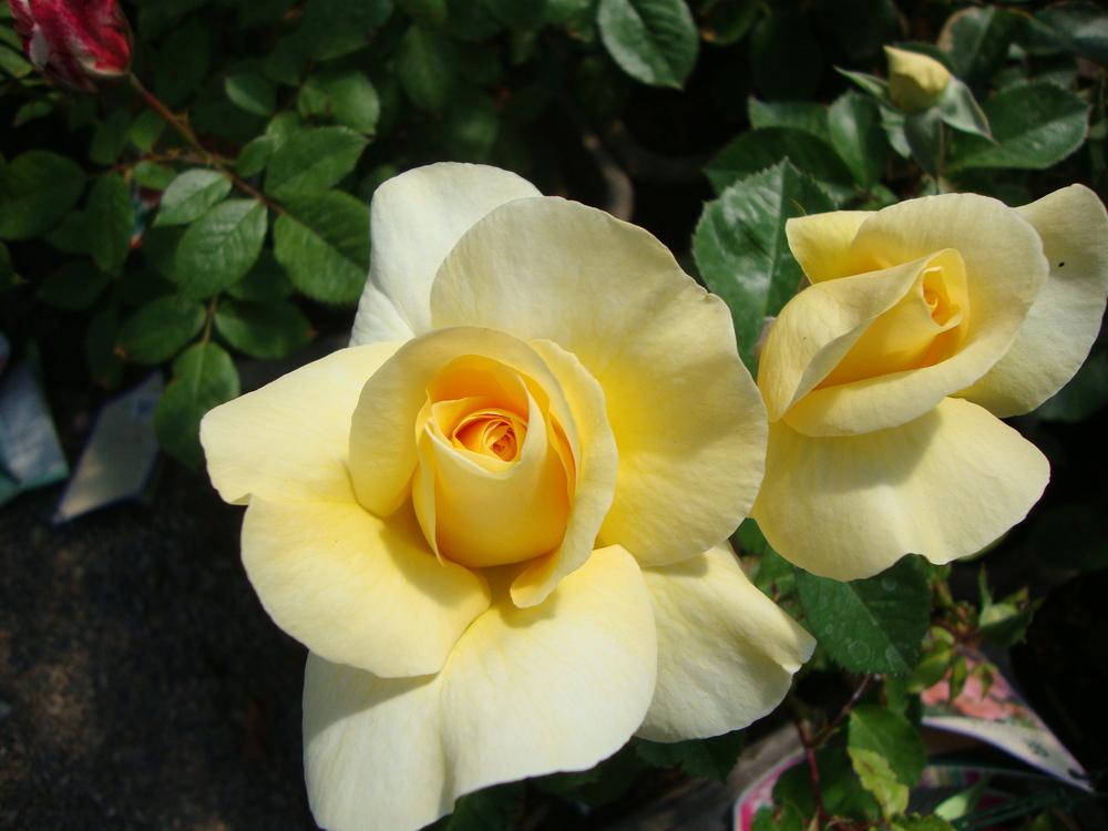 Photo of the bloom of Rose (Rosa 'Sunshine Daydream') posted by ...