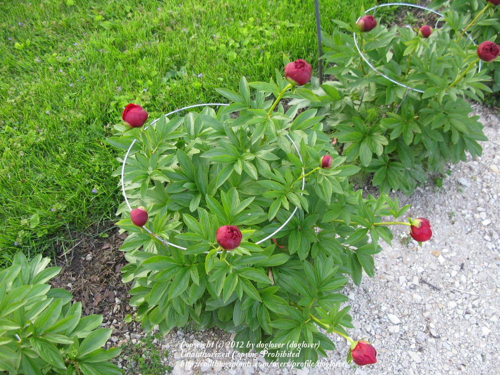 2012 general peonies in the Peonies forum - Garden.org