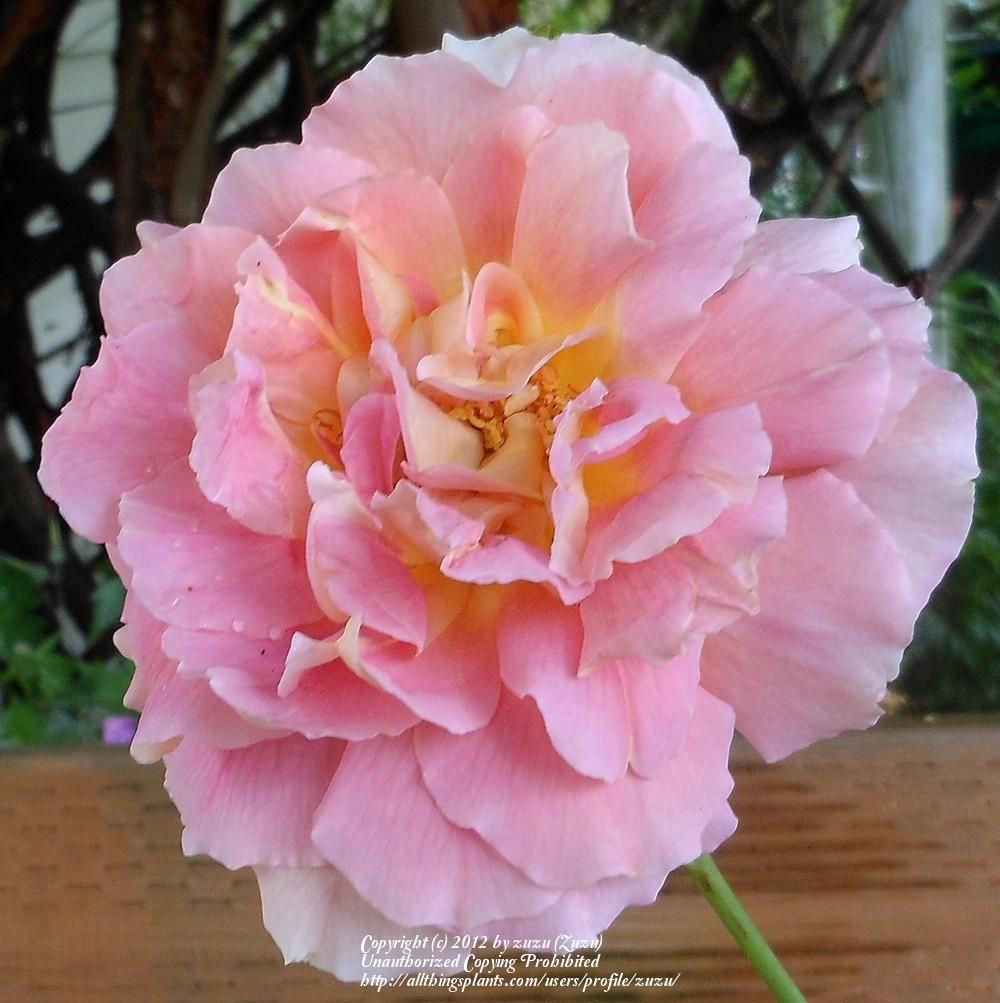 Photo of the bloom of Rose (Rosa 'Shades of Autumn') posted by zuzu ...
