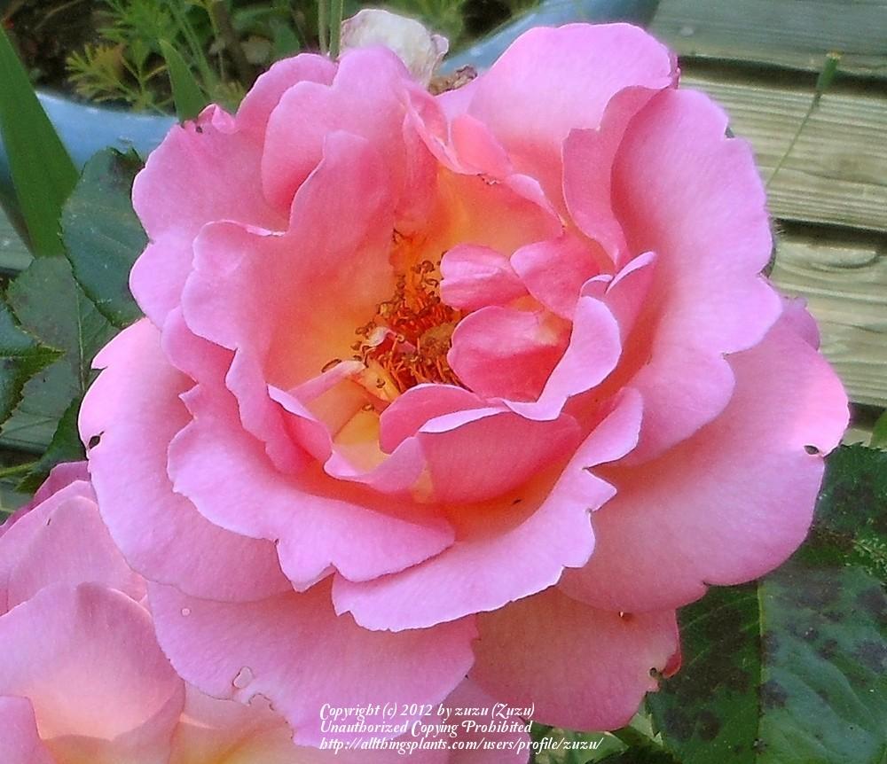 Photo of the bloom of Rose (Rosa 'Shot Silk') posted by zuzu - Garden.org