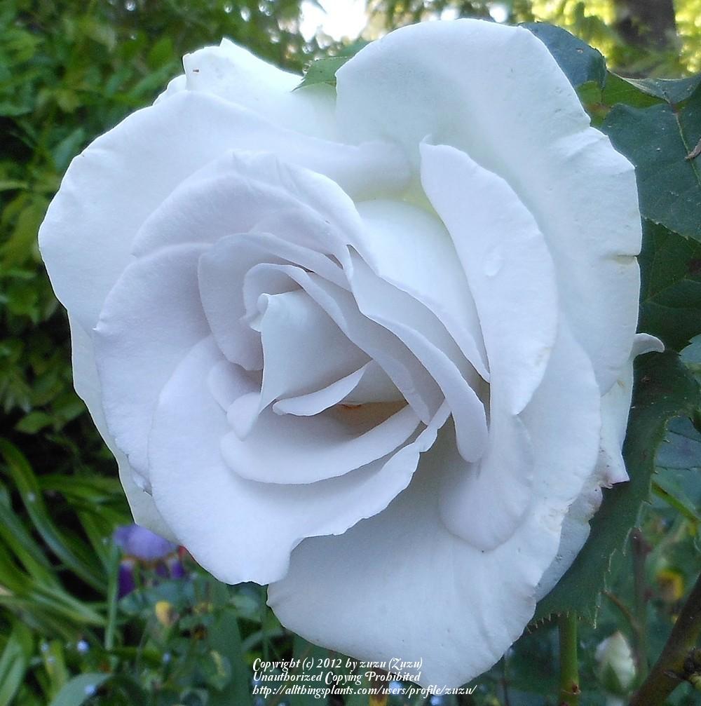 Photo of the bloom of Rose (Rosa 'World War II Memorial Rose') posted ...