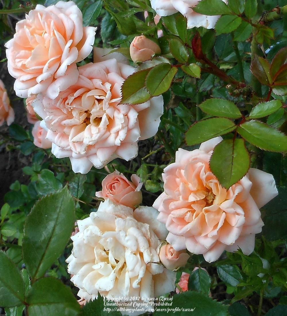 Photo of the bloom of Rose (Rosa 'Sweet Dream') posted by zuzu - Garden.org