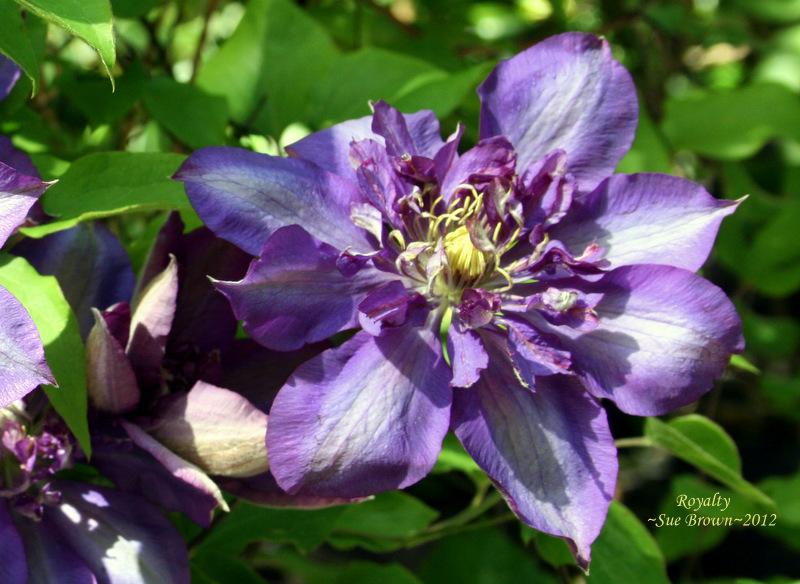 Photo of the bloom of Clematis 'Royalty' posted by Calif_Sue - Garden.org