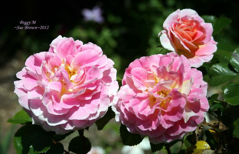 Photo of the bloom of Shrub Rose (Rosa 'Peggy M') posted by Calif_Sue ...