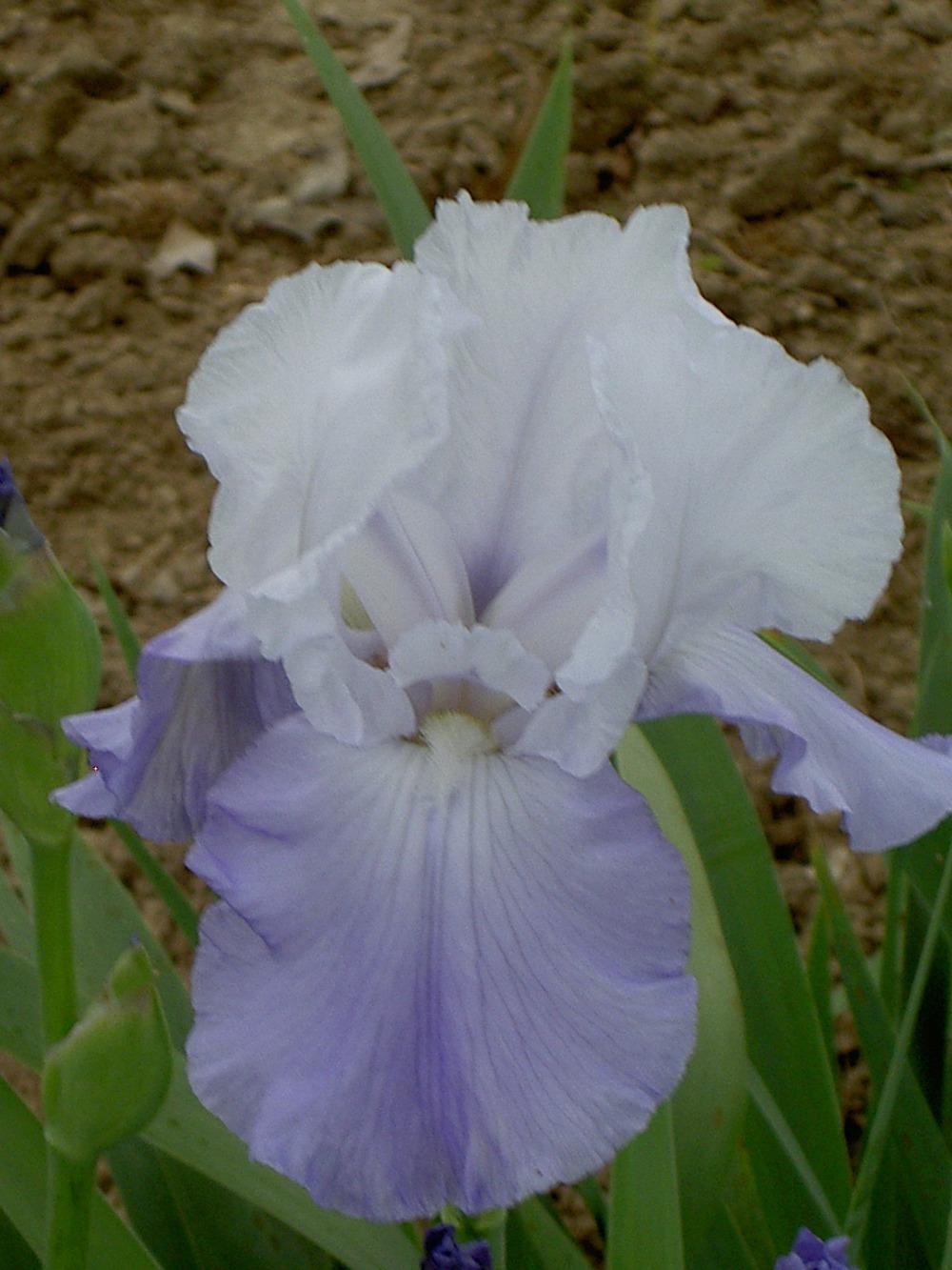 Photo of the bloom of Tall Bearded Iris (Iris 'Snow Cloud') posted by ...