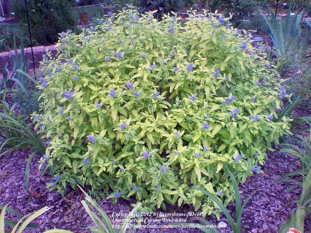 Bluebeards: Plant Care and Collection of Varieties - Garden.org