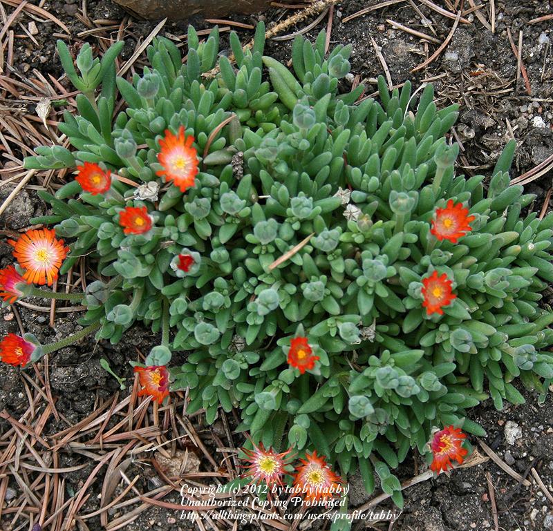 Ice Plant (Delosperma 'Perfect Orange') - Garden.org