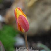 Lady Tulip (Tulipa clusiana) in the Tulips Database - Garden.org