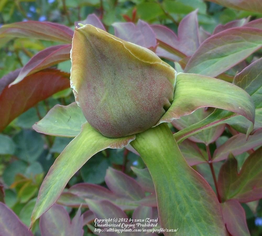 Photo of the closeup of buds, sepals and receptacles of Japanese Tree ...