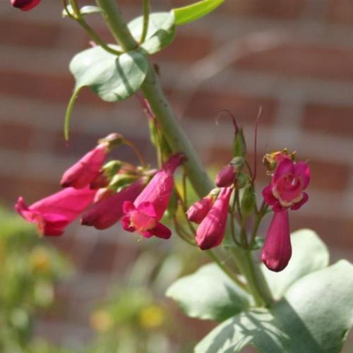 Cardinal Beardtongue (Penstemon cardinalis) in the Penstemons Database ...