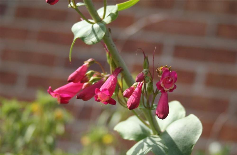Cardinal Beardtongue (Penstemon cardinalis) in the Penstemons Database ...