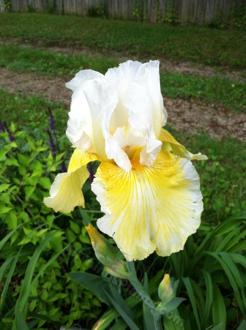 Photo of the bloom of Tall Bearded Iris (Iris 'Glowing Smile') posted ...