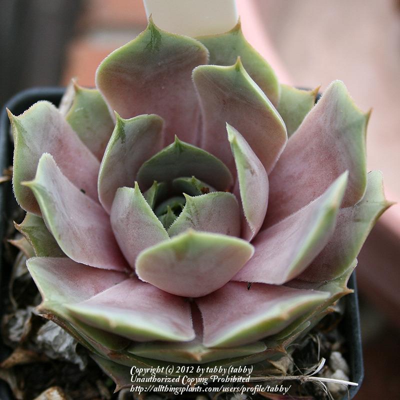 Hen and Chicks (Sempervivum 'Silverine') in the Sempervivum Database ...