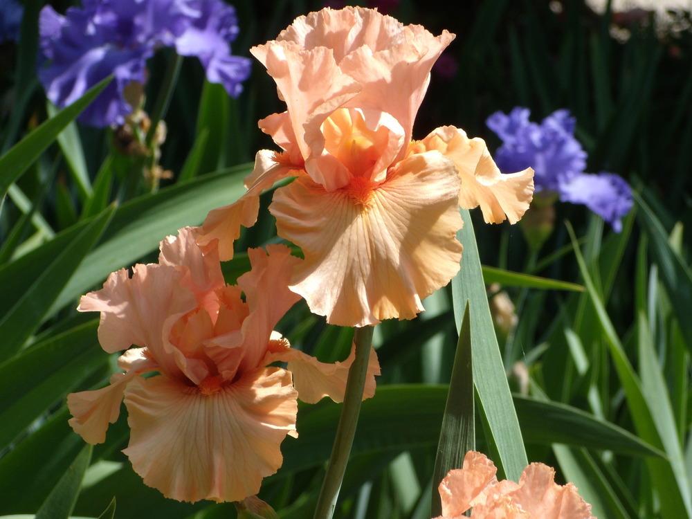 Photo of the entire plant of Tall Bearded Iris (Iris 'Coral Splendor ...