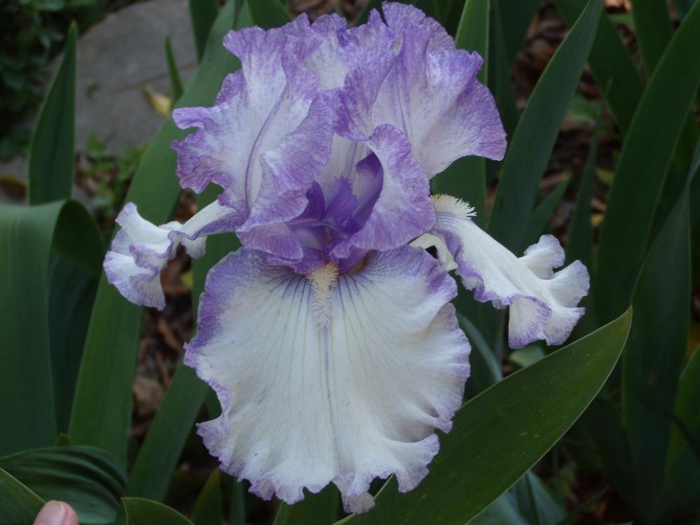 Tall Bearded Iris (Iris 'Dancing Dolphin') in the Irises Database ...