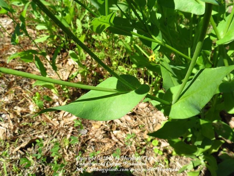 Photo of the leaves of Clasping Leaf Coneflower (Rudbeckia ...