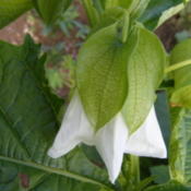 Photo of the seed pods or heads of Apple of Peru (Nicandra physalodes ...