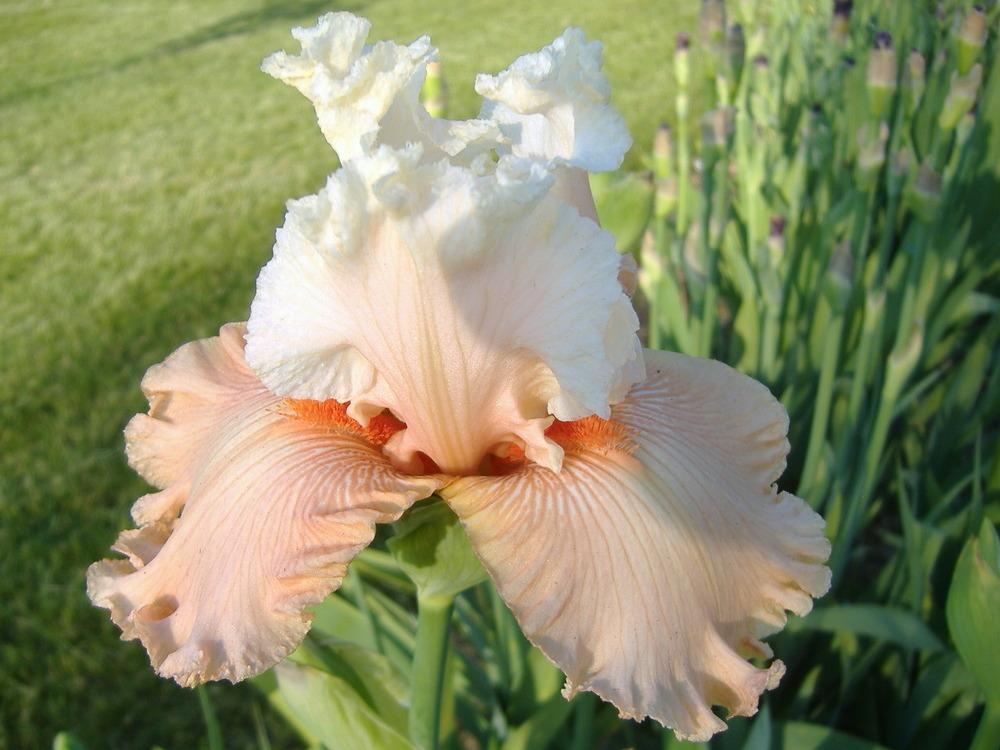 Photo of the bloom of Tall Bearded Iris (Iris 'Luscious Lace') posted ...