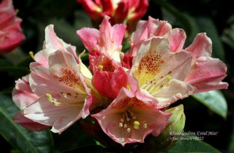 Rhododendron 'Coral Mist' in the Rhododendrons Database - Garden.org