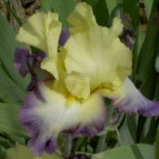 Tall Bearded Iris (Iris 'Designer's Art') in the Irises Database ...