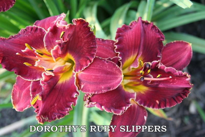 Daylily (Hemerocallis 'Dorothy's Ruby Slippers') in the Daylilies ...