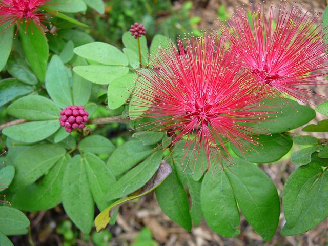 Photo of the bloom of Pink Powderpuff (Calliandra tergemina var ...