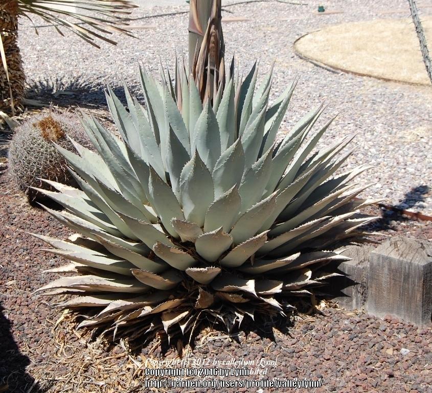 Photo of the leaves of Parry's Agave (Agave parryi) posted by ...
